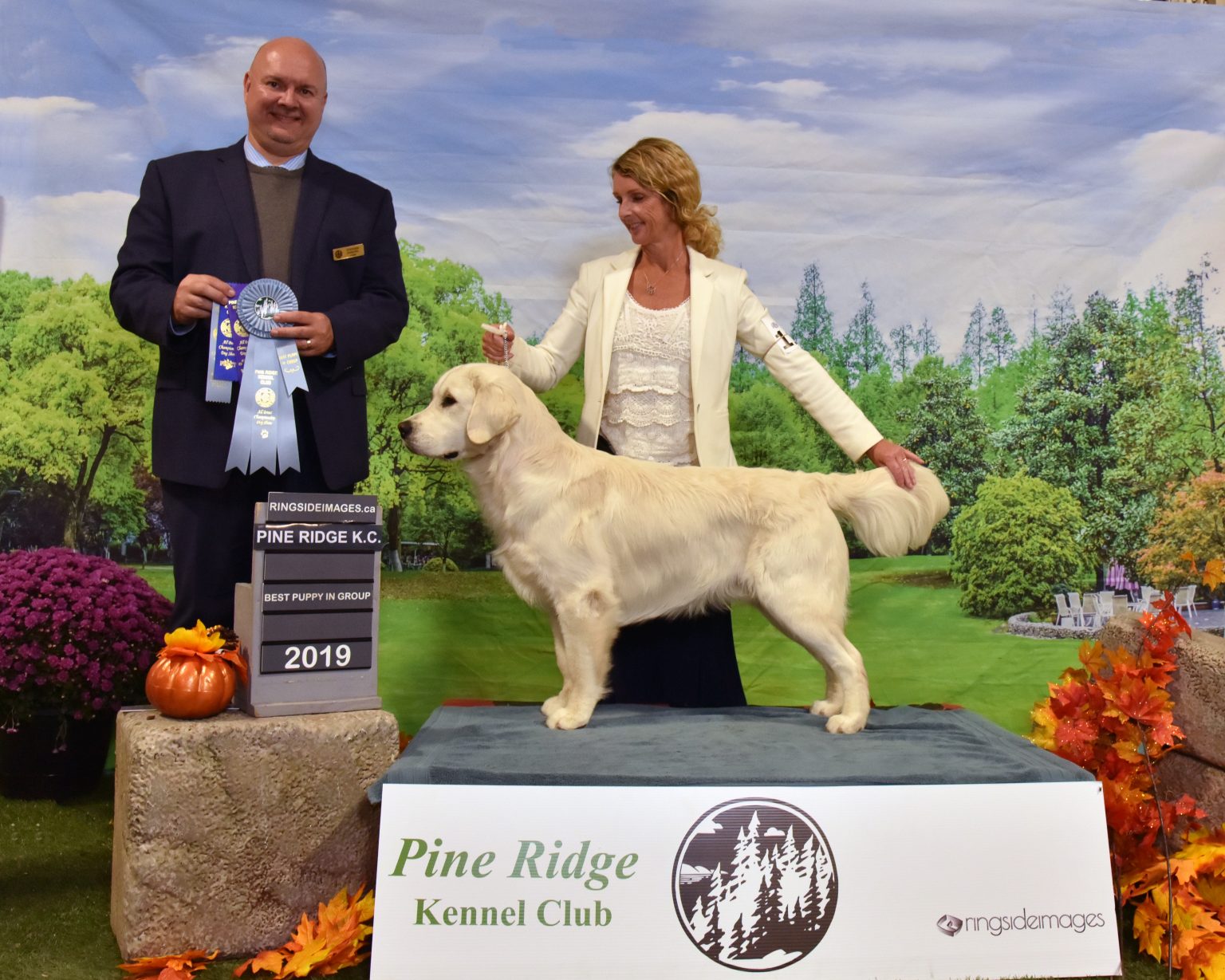 Show Pictures of Jaxon – Northern Love English Style Golden Retrievers