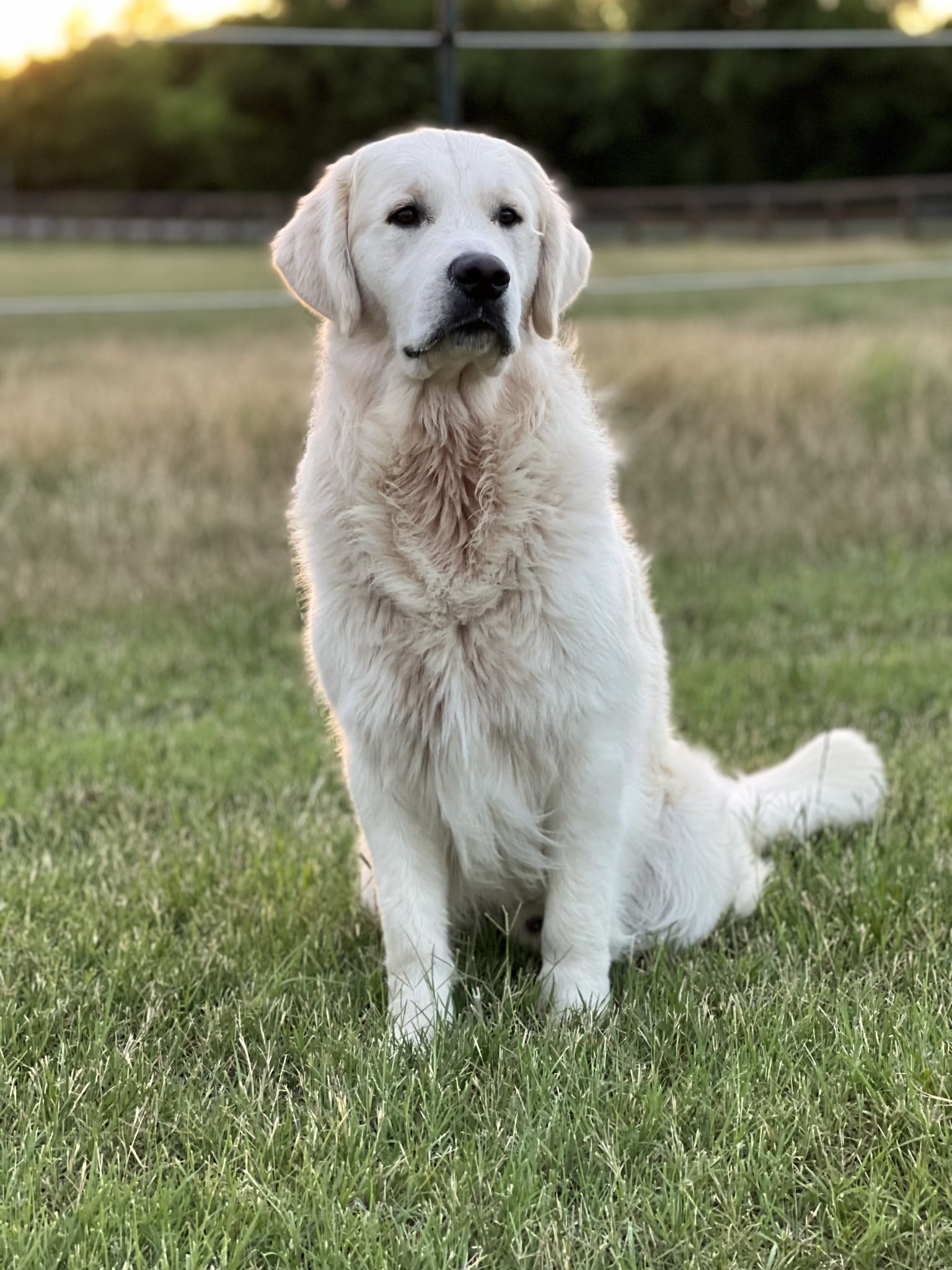 Maverick – Northern Love English Style Golden Retrievers