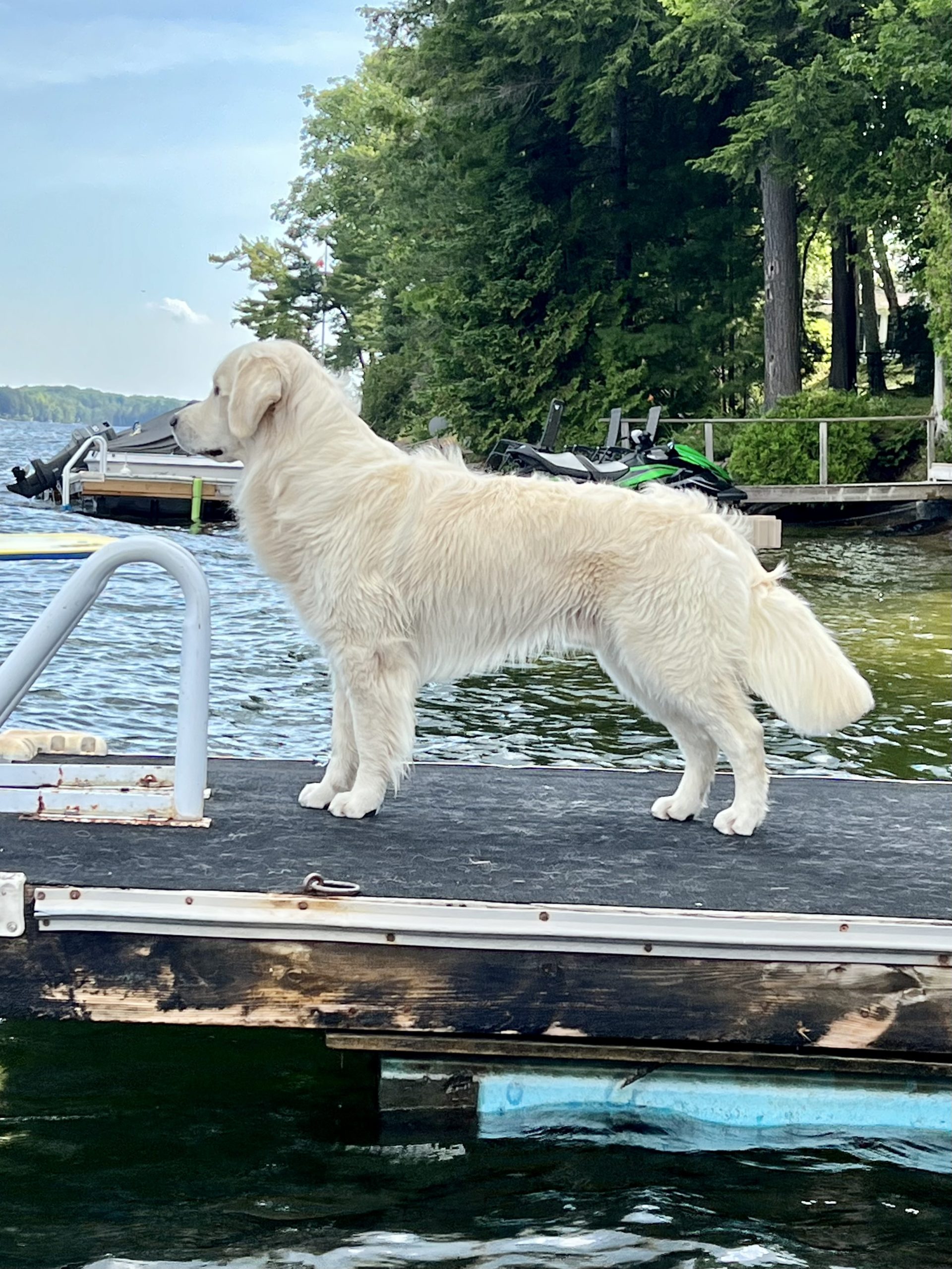 Maverick – Northern Love English Style Golden Retrievers