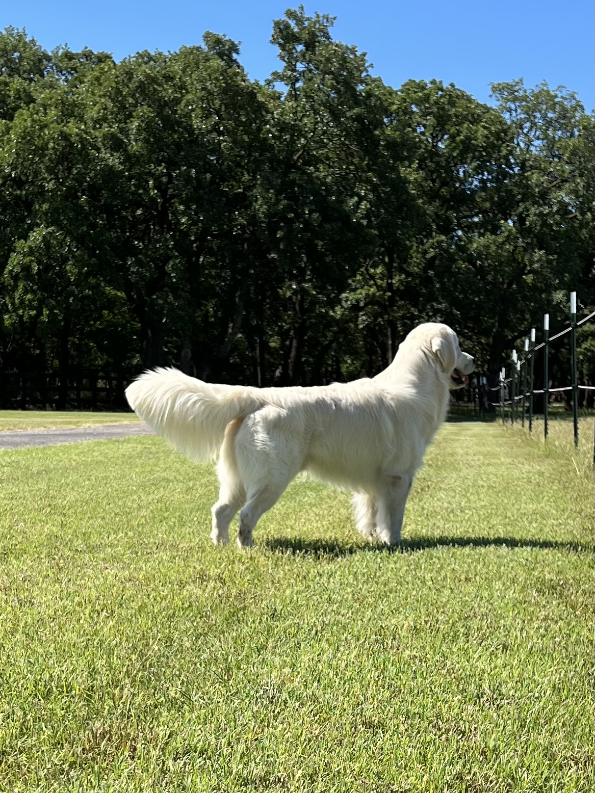 Maverick – Northern Love English Style Golden Retrievers